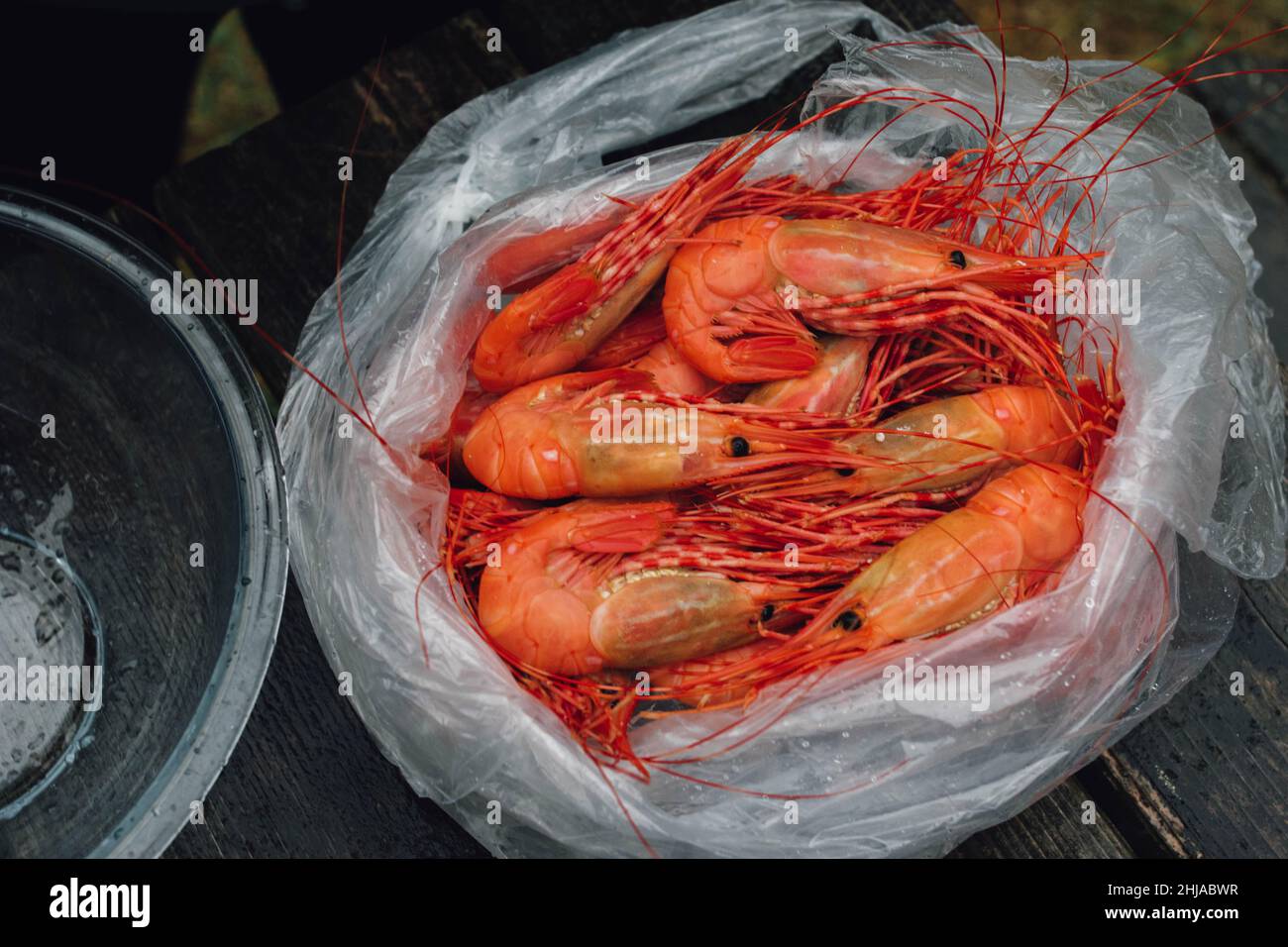 preparing fresh spot prawns outdoors while camping Stock Photo - Alamy