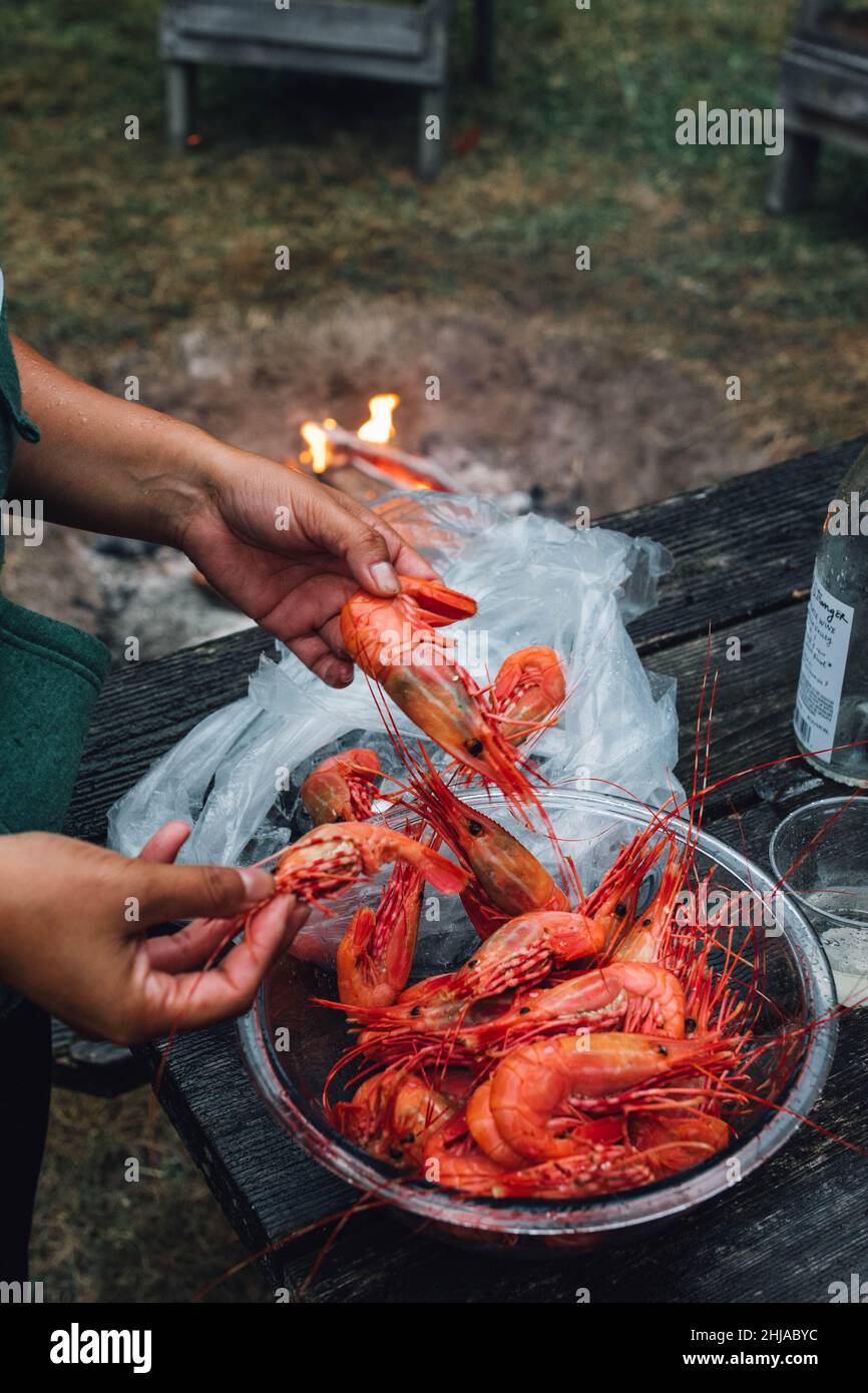 preparing fresh spot prawns outdoors while camping Stock Photo - Alamy