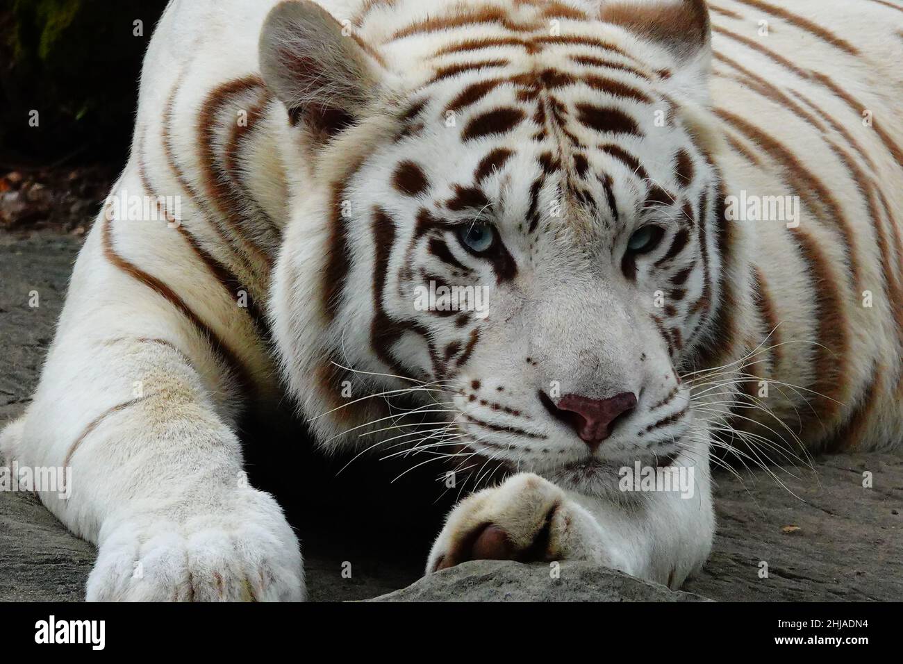 Portrait of a white Bengal tiger lying on the ground in a zoo with a ...