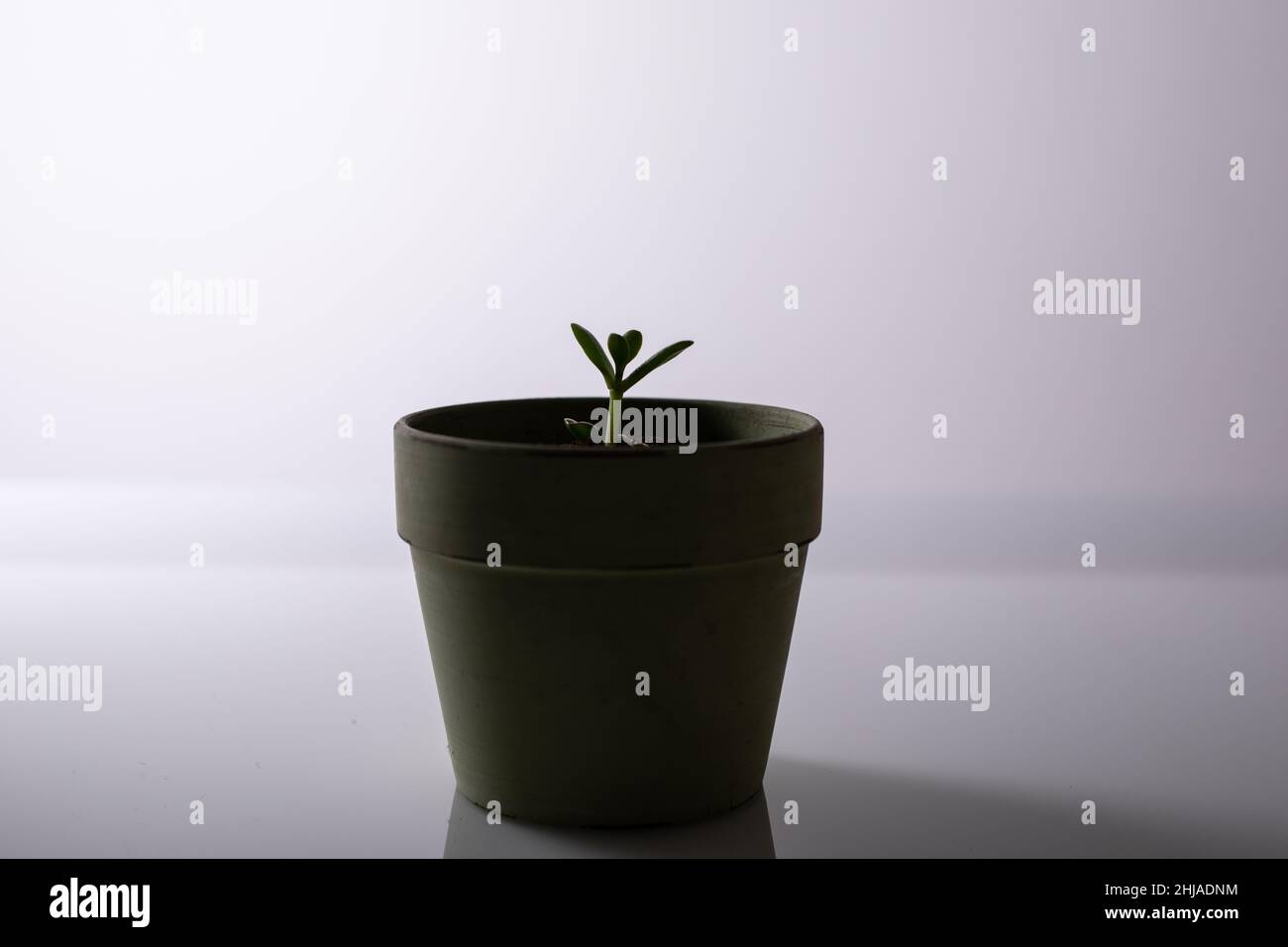 Flowerpod hi-res stock photography and images - Alamy