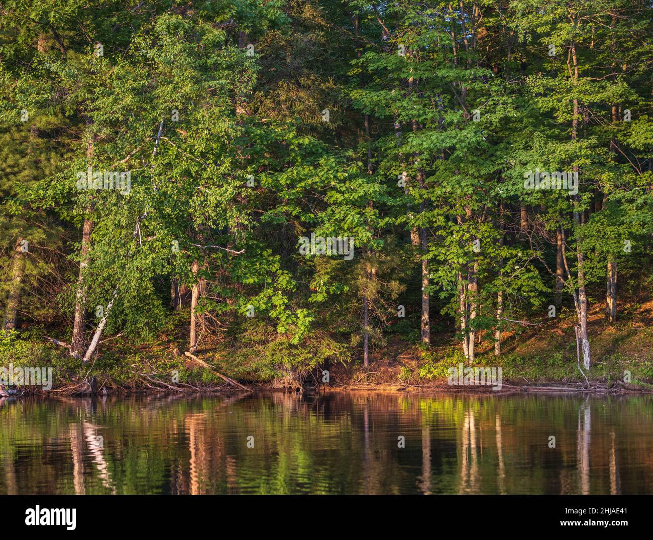 Woodland flowage hi-res stock photography and images - Alamy