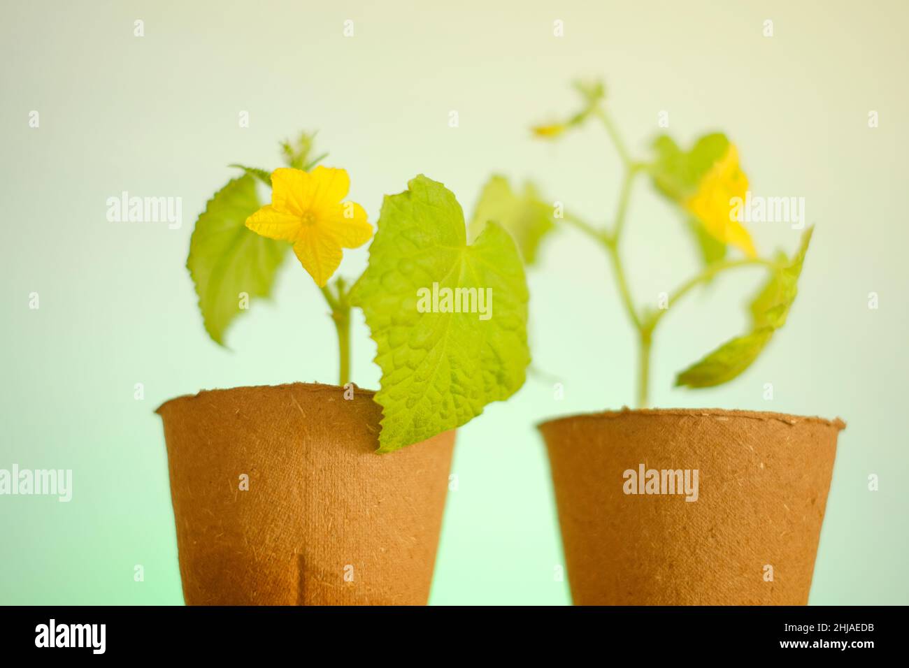 cucumbers seedlings in peat caps on green background. growing ...