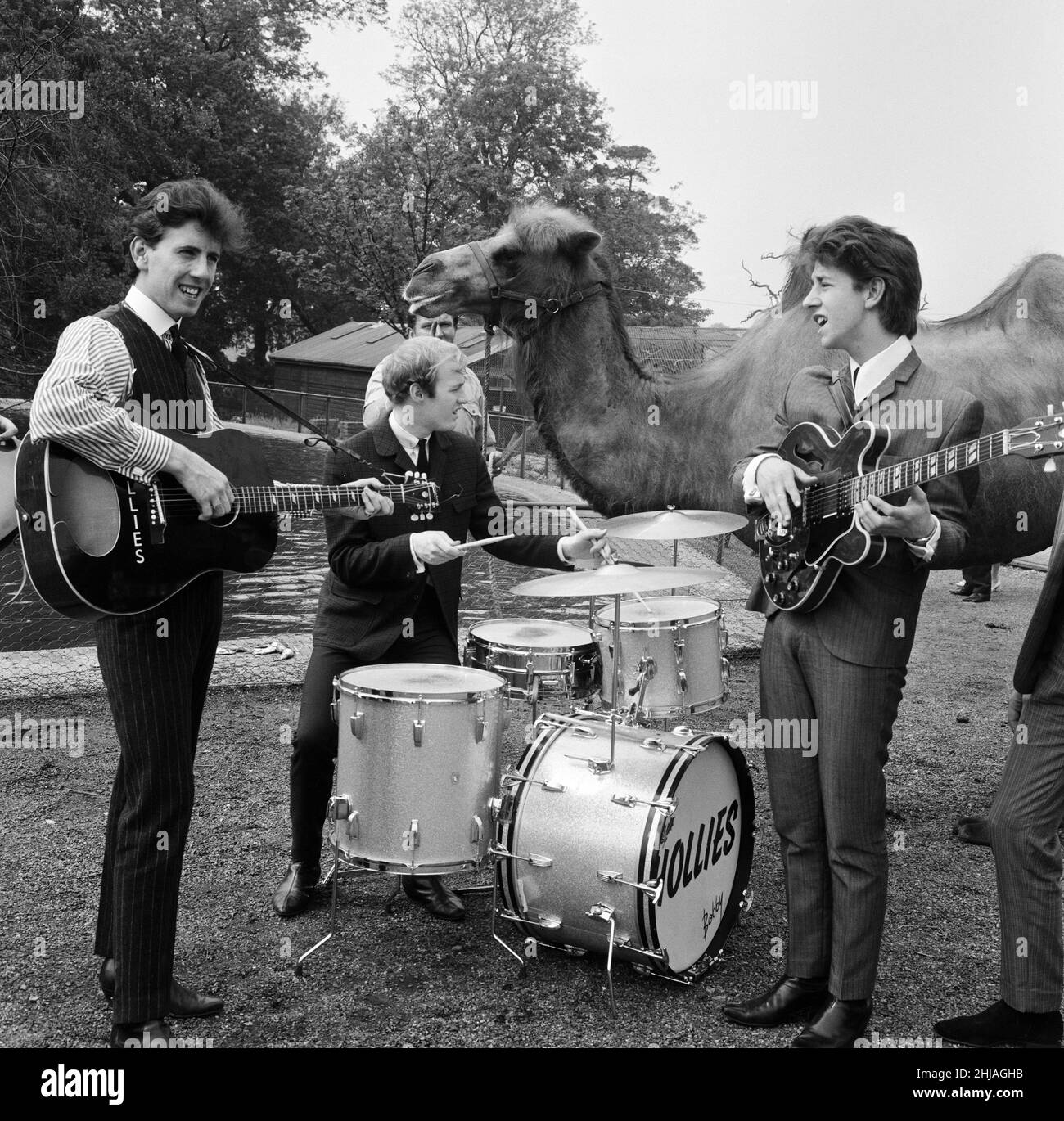 Manchester pop group The Hollies pictured performing at Chessington Zoo ...