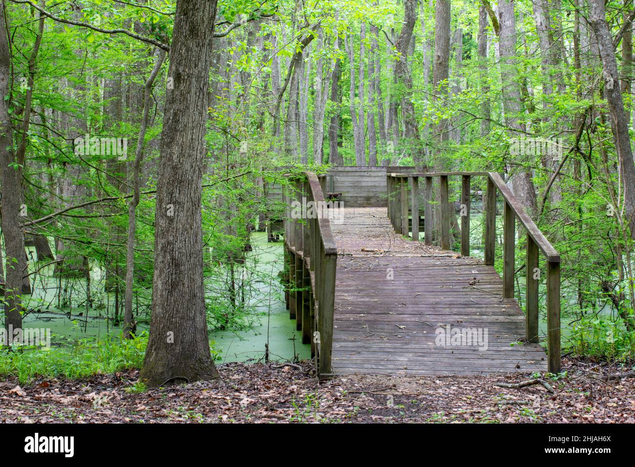 Foot Bridge crossing over into a swamp and woods Stock Photo - Alamy