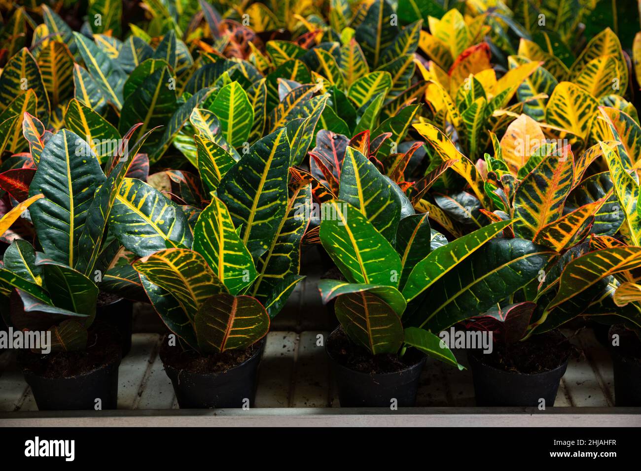 Close up of Croton plants Stock Photo - Alamy