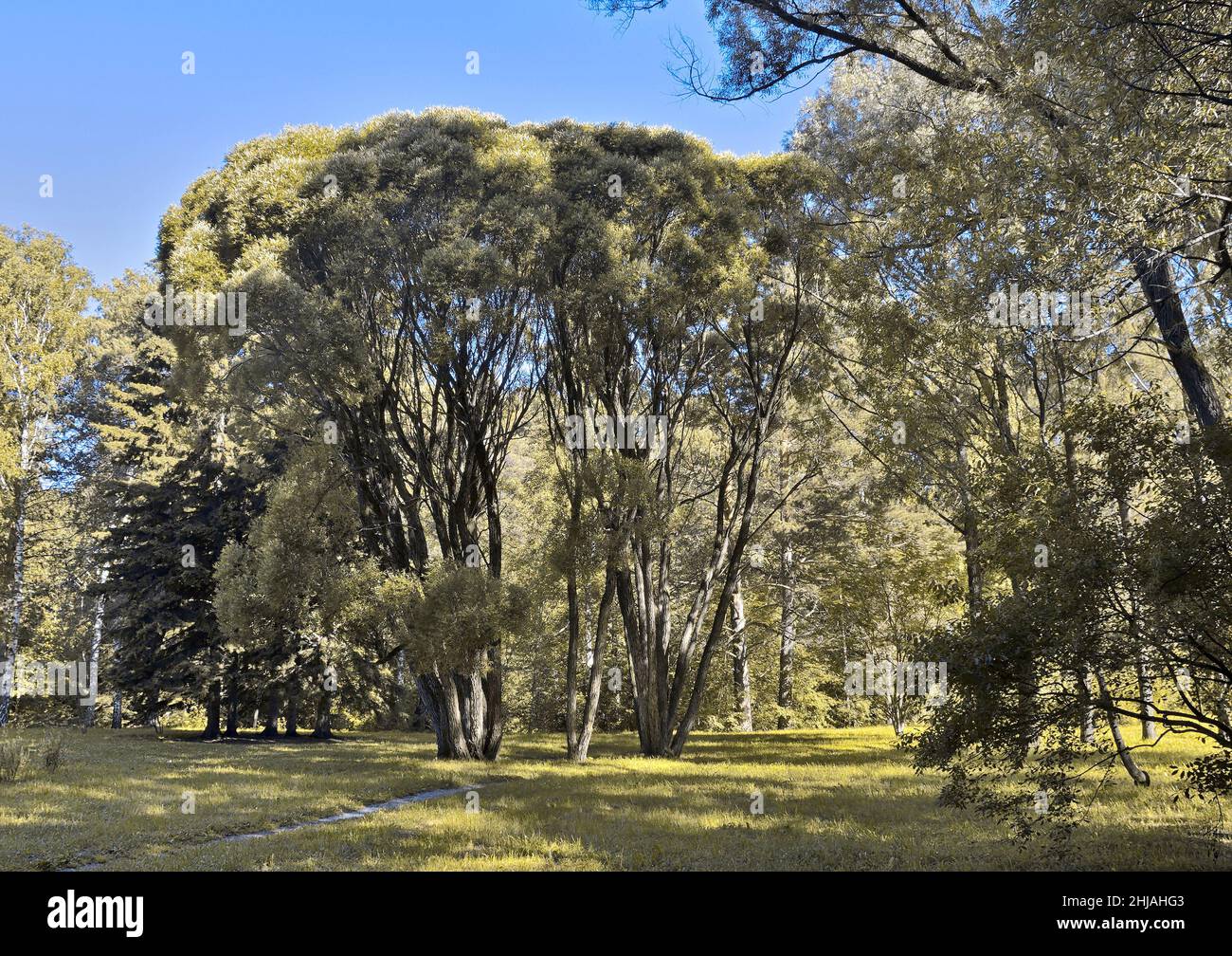 Grove of ornamental trees in a botanical garden of the Novosibirsk ...