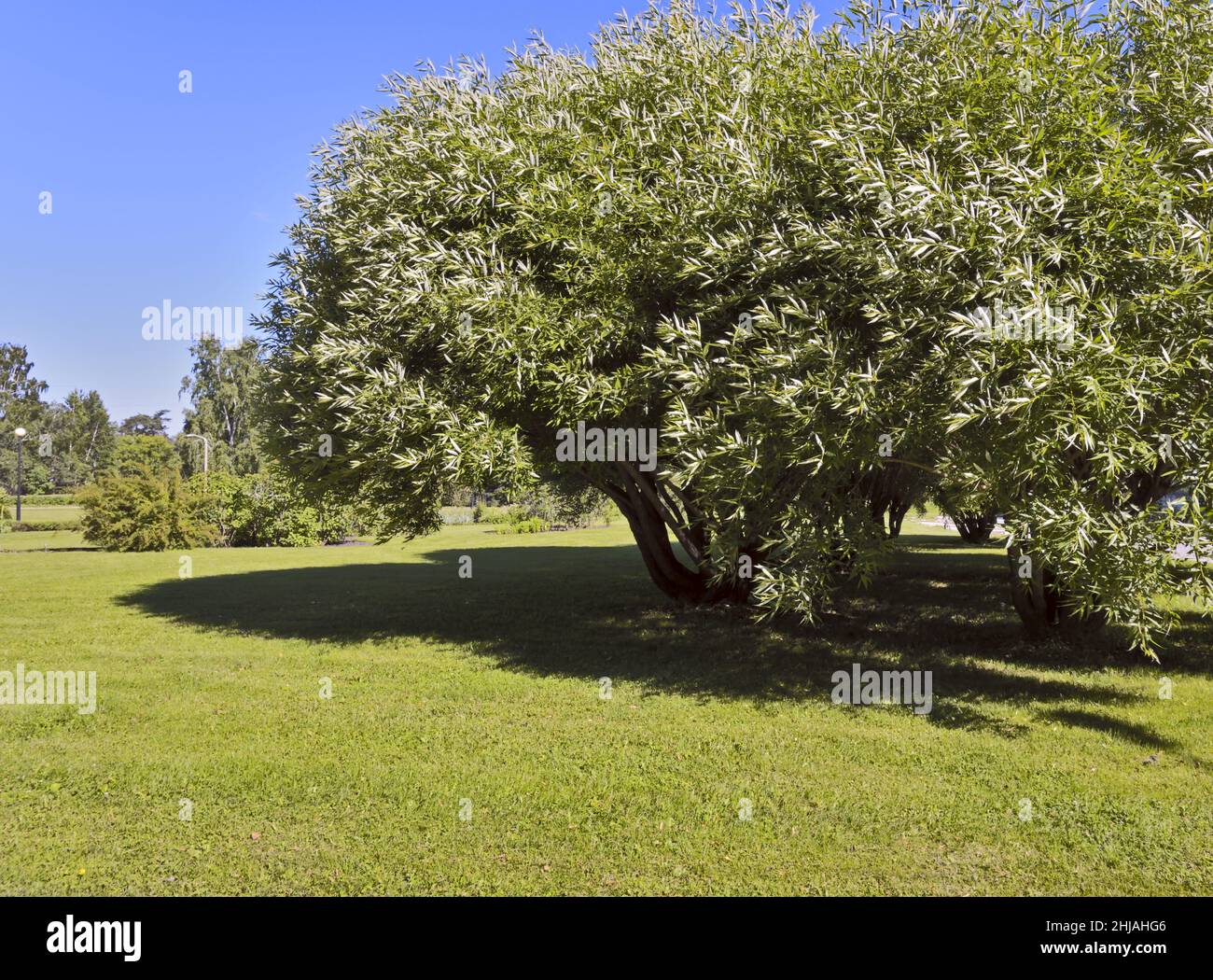 Shadow tree in the park of the Central Siberian Botanical Garden in the ...