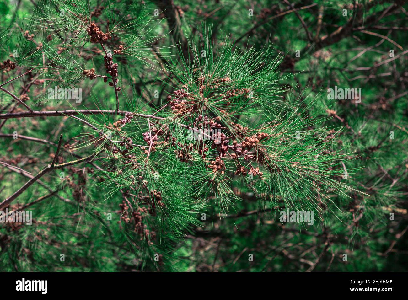 Evergreen branches background . Tropical coniferous plants with seeds ...