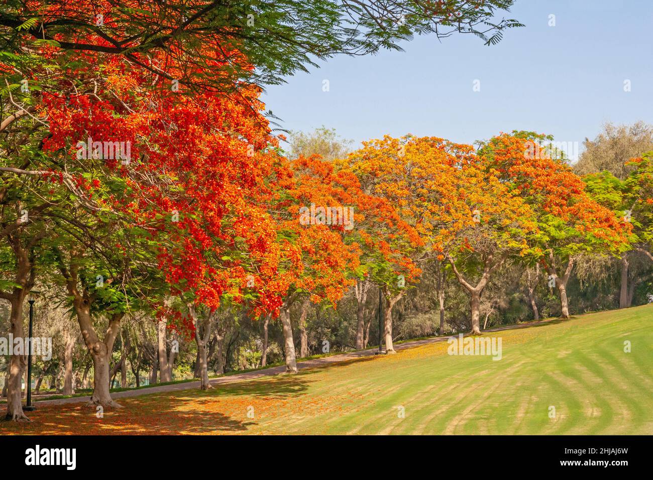 Flame trees in bloom in Safa Park in Dubai, United Arab Emirates Stock ...
