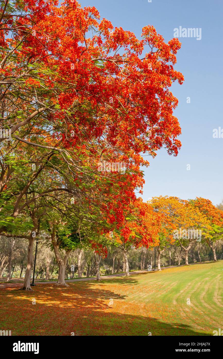Flame trees in bloom in Safa Park in Dubai, United Arab Emirates Stock ...
