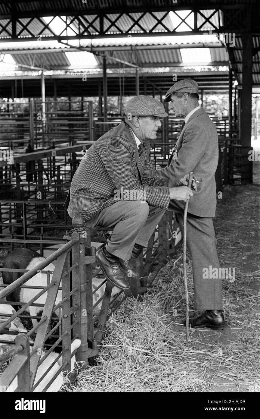 Livestock market held in Diss, Norfolk. 27th July 1963 Stock Photo - Alamy