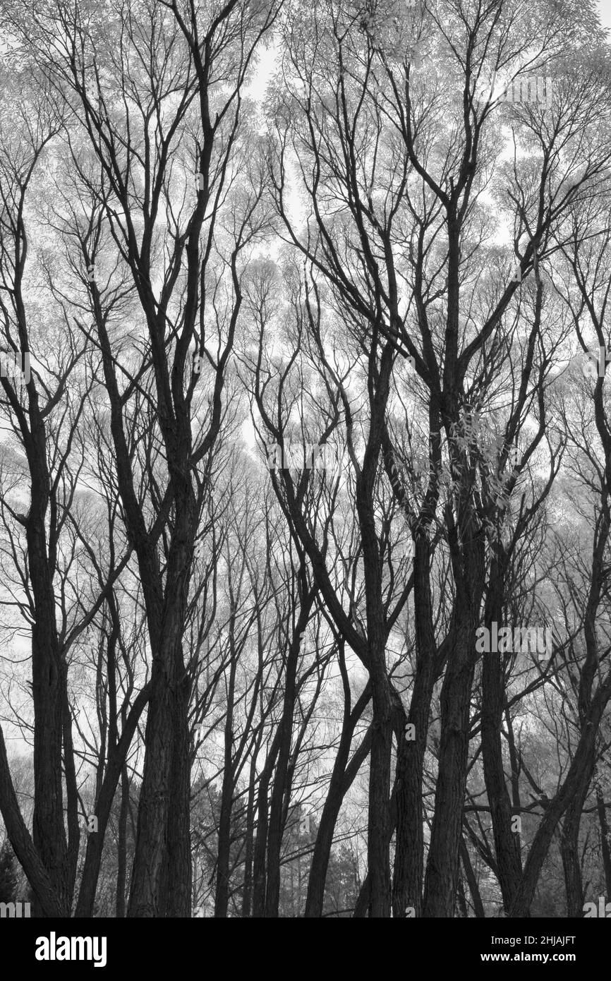 Wavy branches of trees with green foliage stand out with silhouettes ...