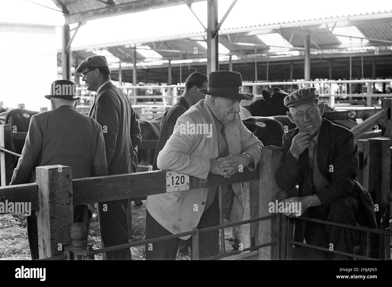 Livestock market held in Diss, Norfolk. 27th July 1963 Stock Photo - Alamy