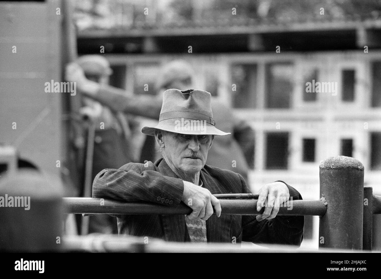 Livestock market held in Diss, Norfolk. 27th July 1963 Stock Photo - Alamy