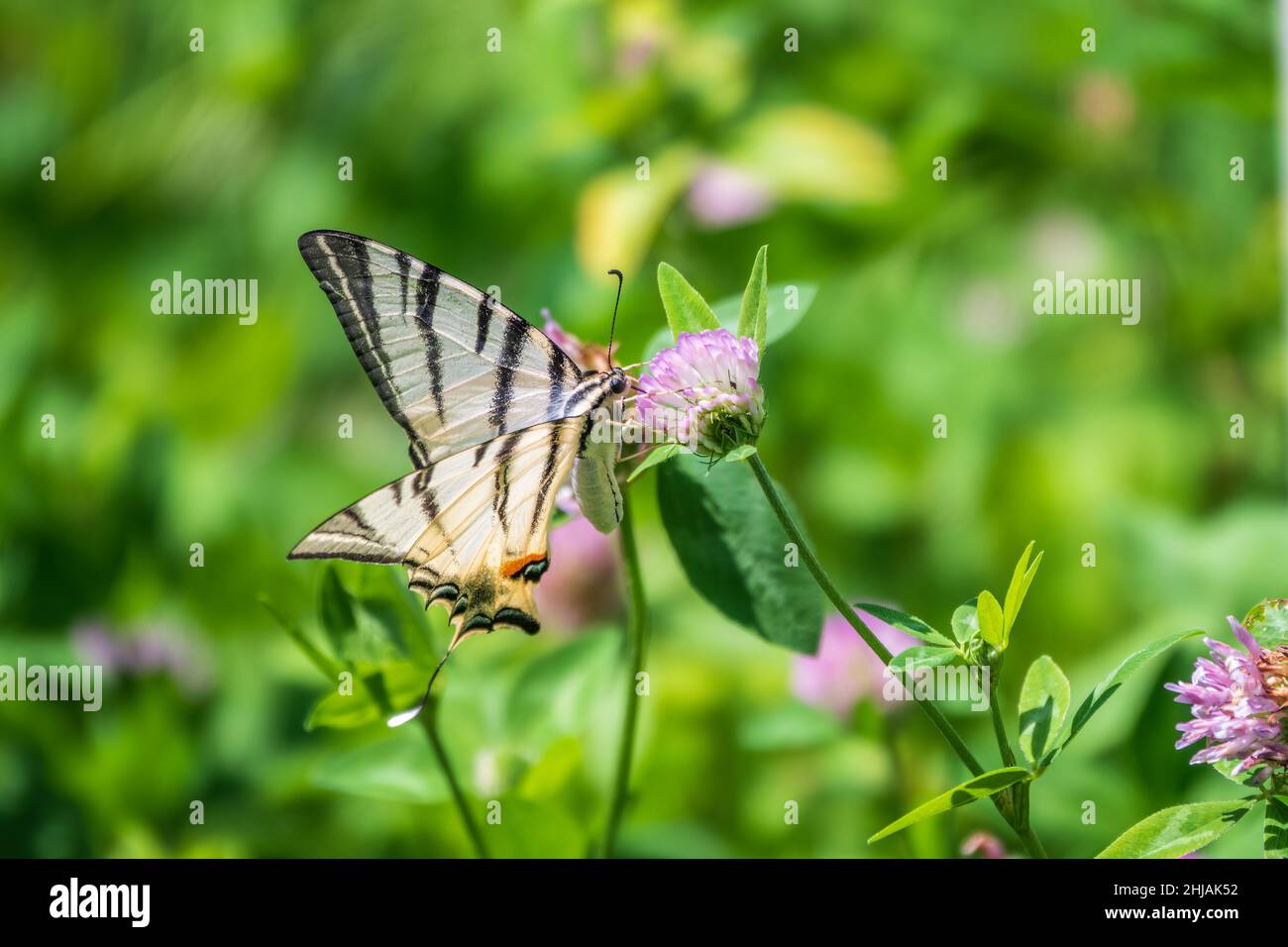 Beautiful Butterfly Scarce Swallowtail, Sail Swallowtail, Pear-tree ...