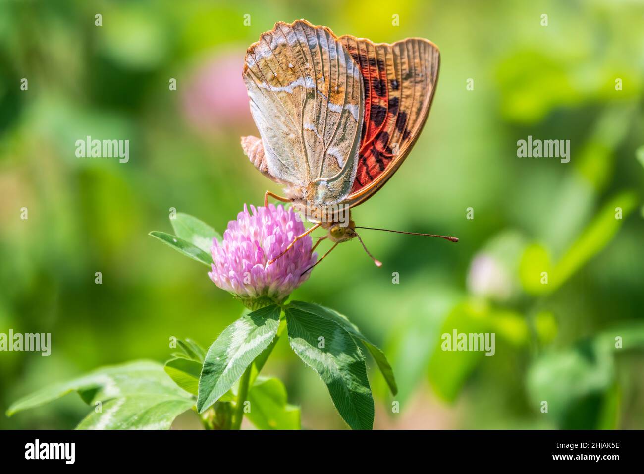 The dark green fritillary butterfly collects nectar on flower. Speyeria ...