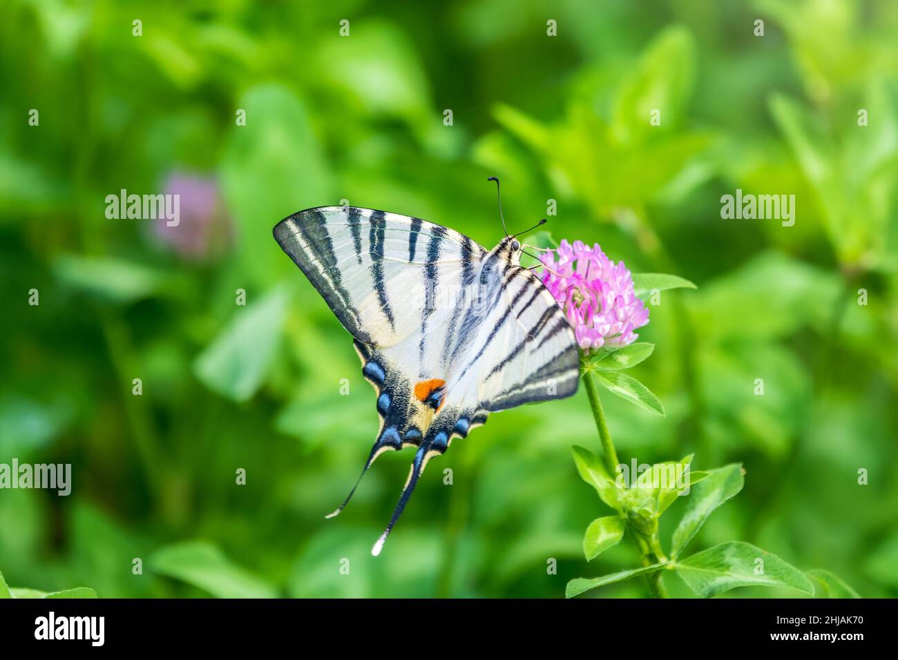 Beautiful Butterfly Scarce Swallowtail, Sail Swallowtail, Pear-tree ...