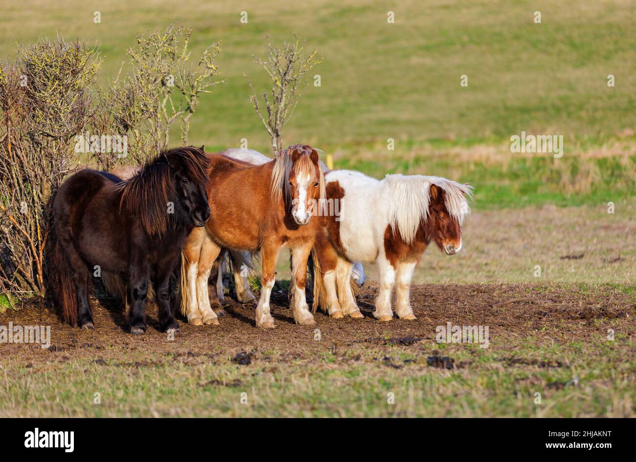 Shetland countryside hi-res stock photography and images - Alamy