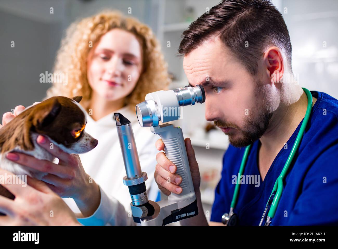 Veterinary ophthalmology hi-res stock photography and images - Alamy