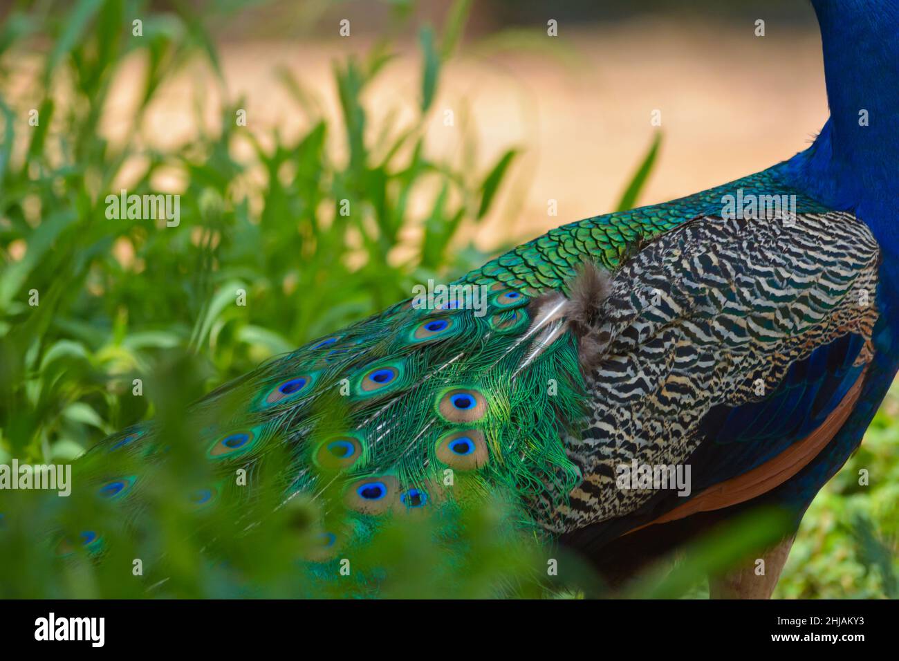 Peacock close up shot, body and fethers Stock Photo - Alamy