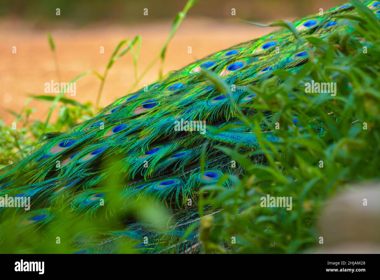 Peacock blue body hi-res stock photography and images - Alamy