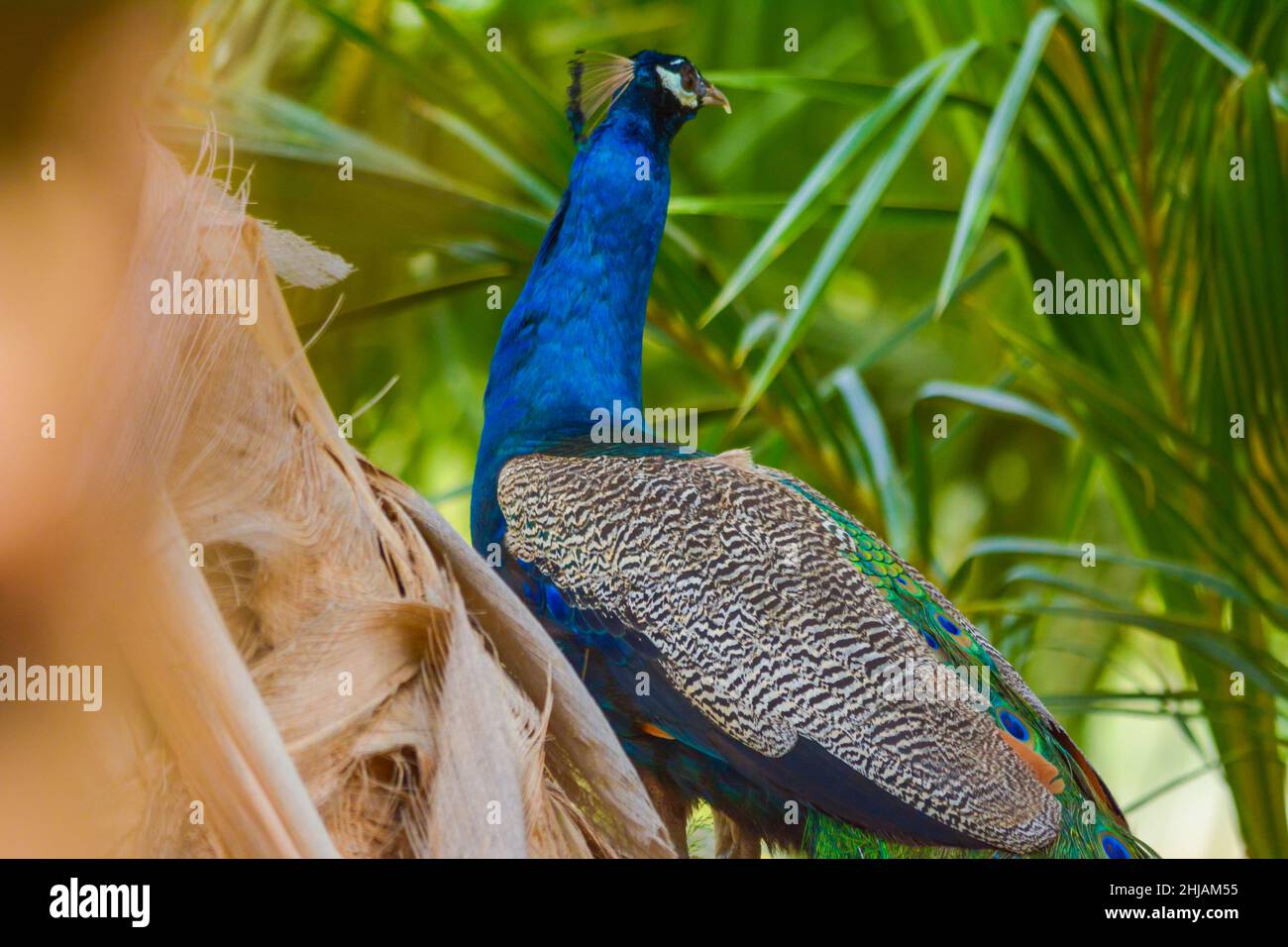 Peacock back plumage hi-res stock photography and images - Alamy