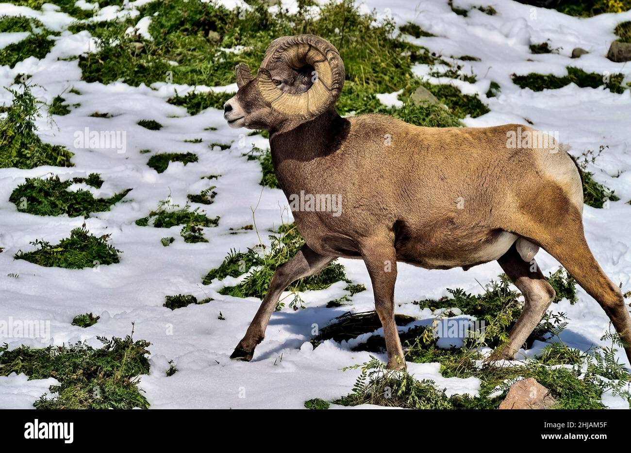 A side view of a wild Bighorn Sheep (Ovis canadensis), walking along a ...