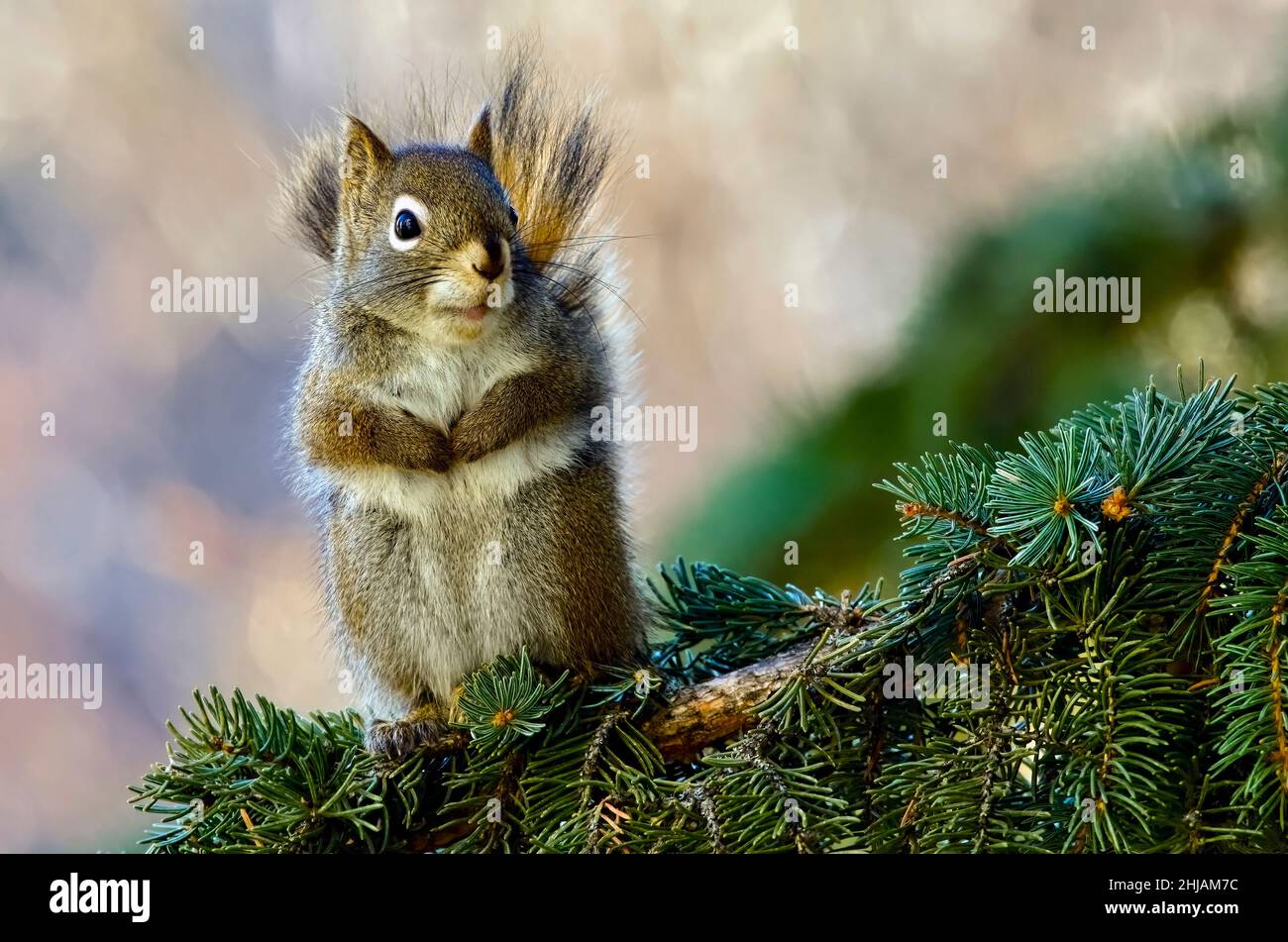 A red squirrel "Tamiasciurus hudsonicus", standing on a spruce tree ...