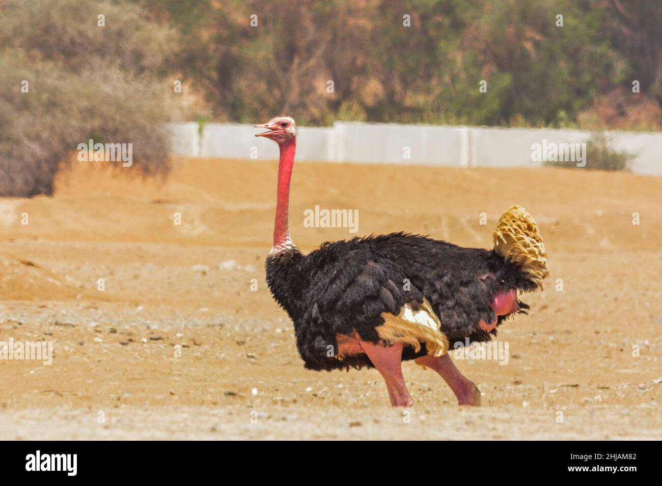Common ostrich male Stock Photo - Alamy