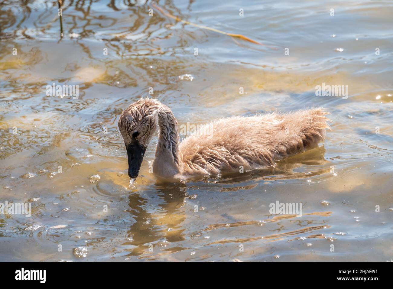 Beautiful baby cygnet mute swan fluffy grey and white chicks ...