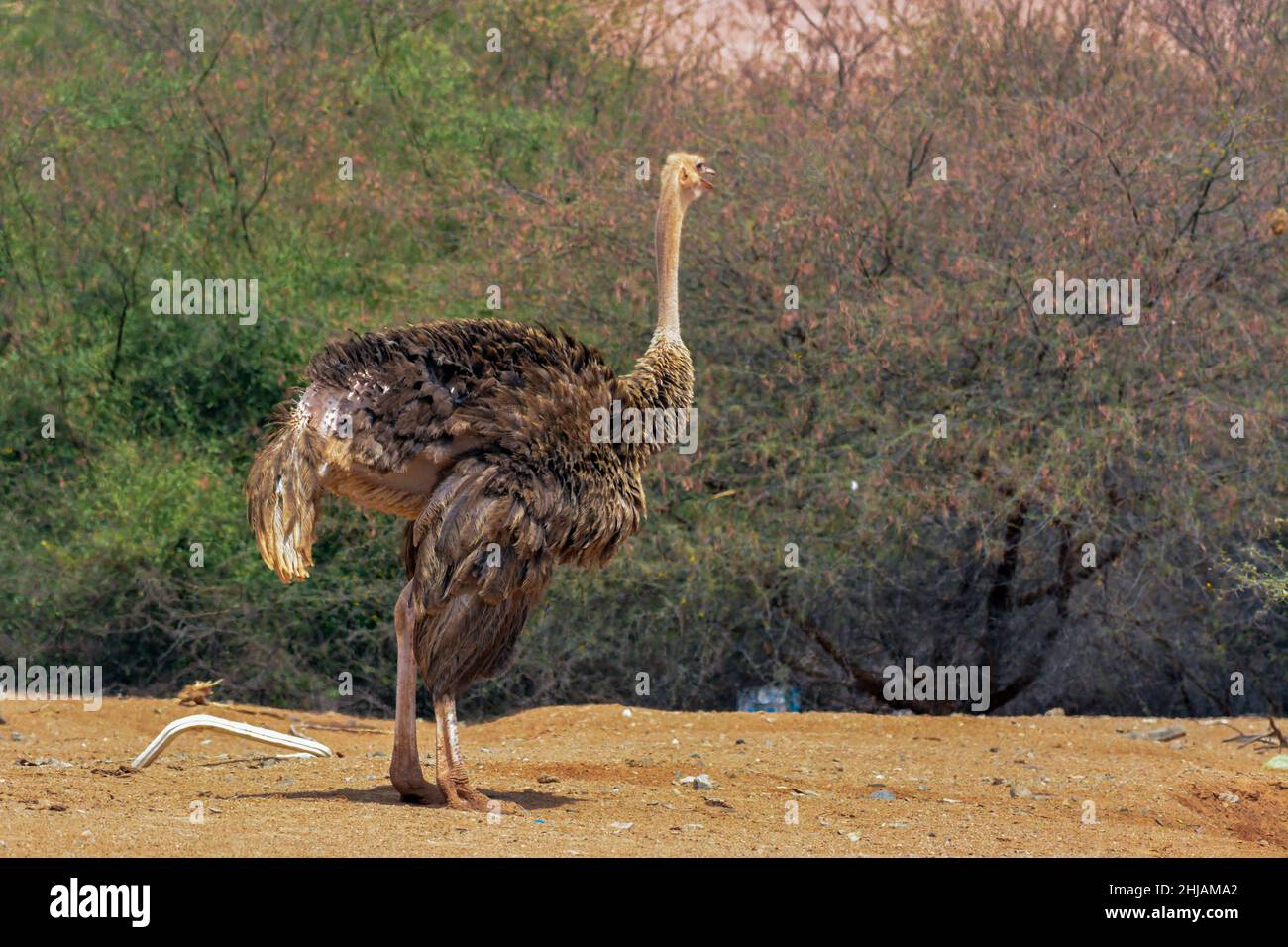 Common ostrich female Stock Photo - Alamy