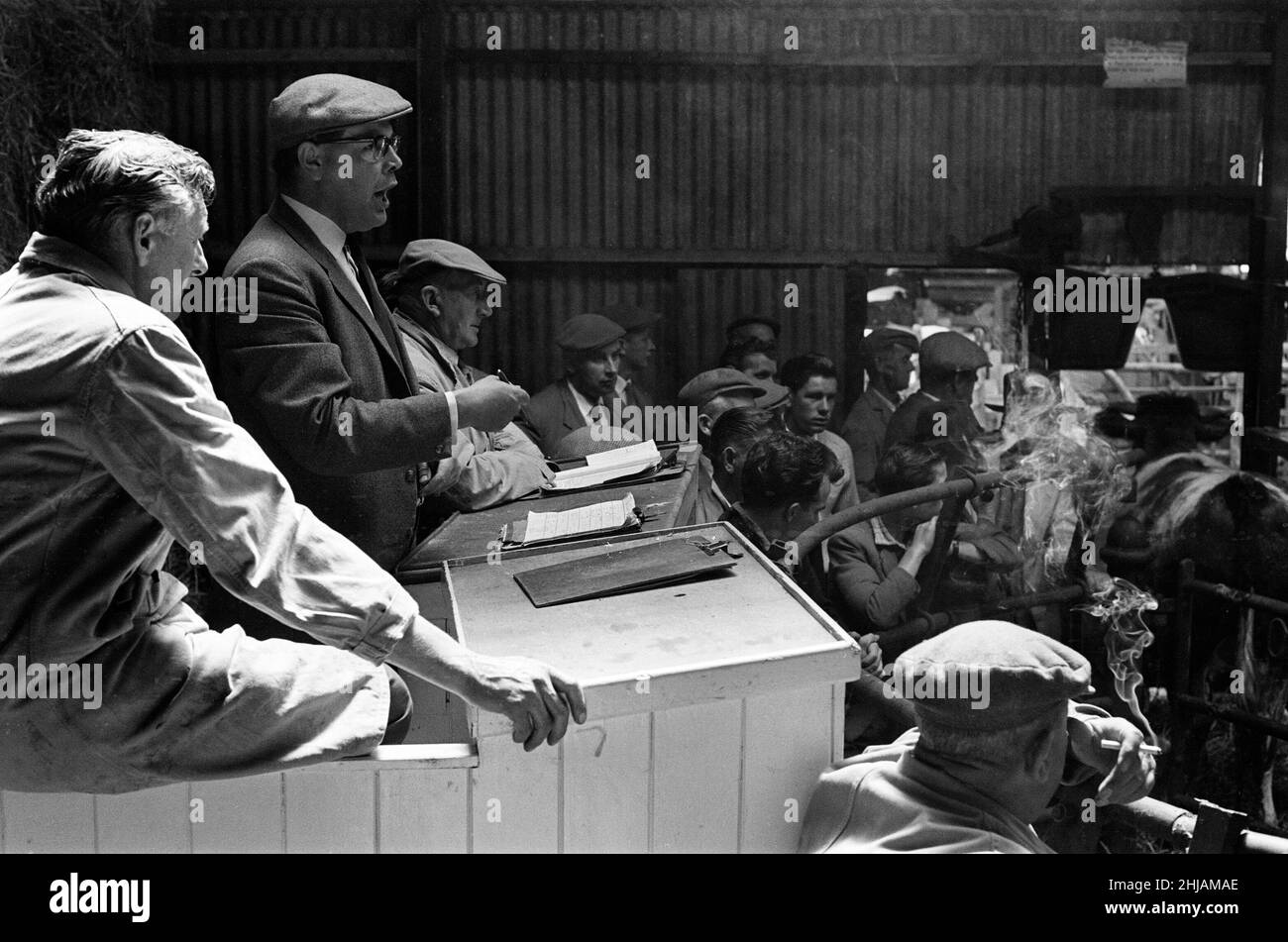 Livestock market held in Diss, Norfolk. 27th July 1963 Stock Photo - Alamy