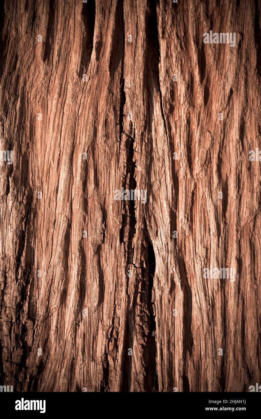 Texture of old bark wood use for natural background Stock Photo - Alamy