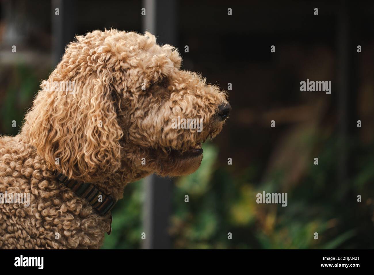 Relaxed Groodle mixed-breed dog, also known as Golden Doodle (Poodle ...