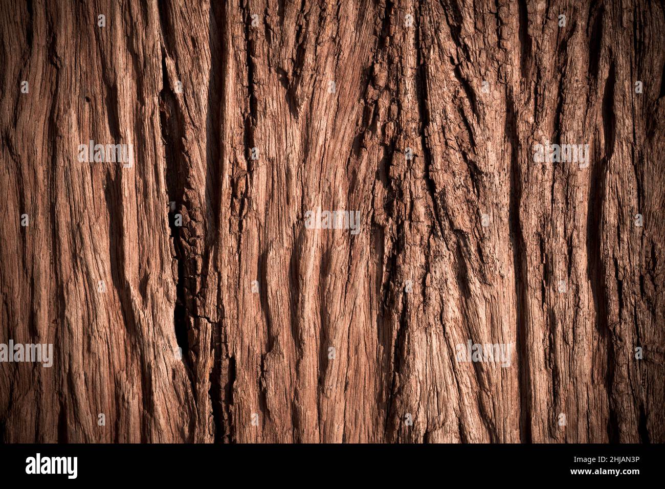 Texture of old bark wood use for natural background Stock Photo - Alamy