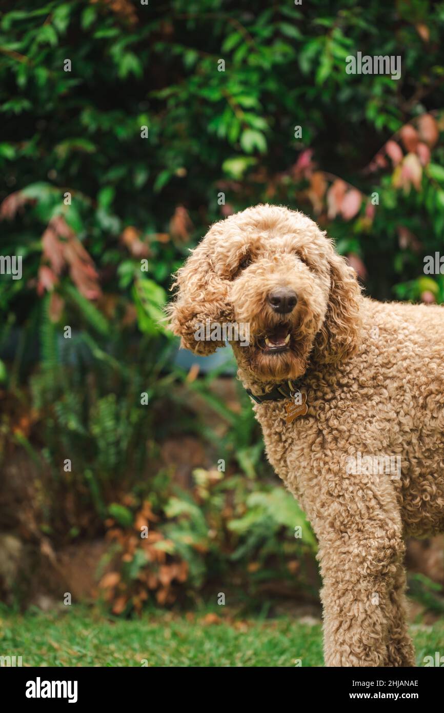 Relaxed Groodle mixed-breed dog, also known as Golden Doodle (Poodle ...
