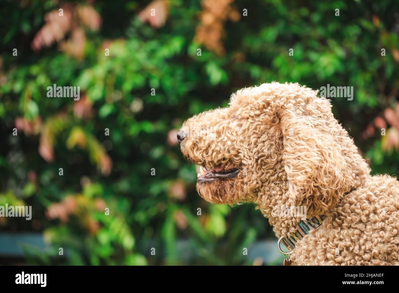 Relaxed Groodle mixed-breed dog, also known as Golden Doodle (Poodle ...