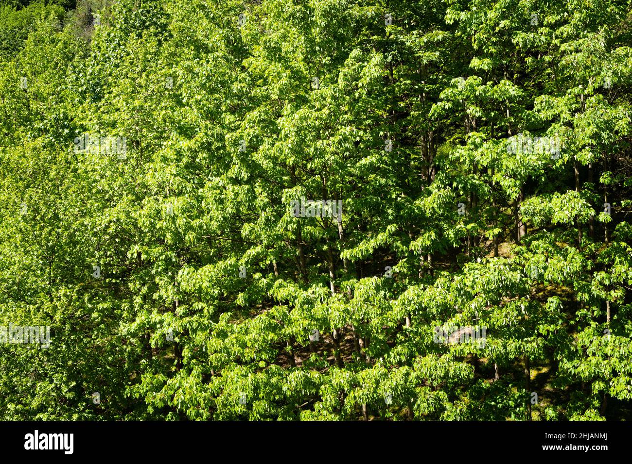 Green leafy trees hi-res stock photography and images - Alamy