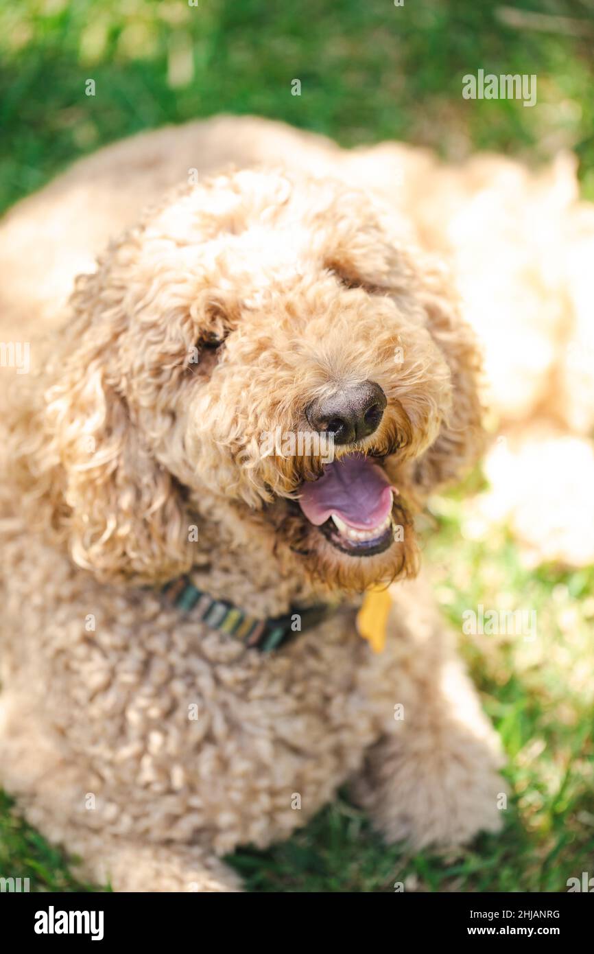 Relaxed Groodle mixed-breed dog, also known as Golden Doodle (Poodle ...