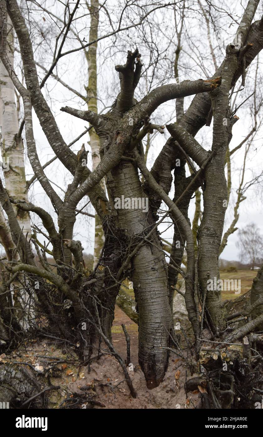 Wortham ling hi-res stock photography and images - Alamy