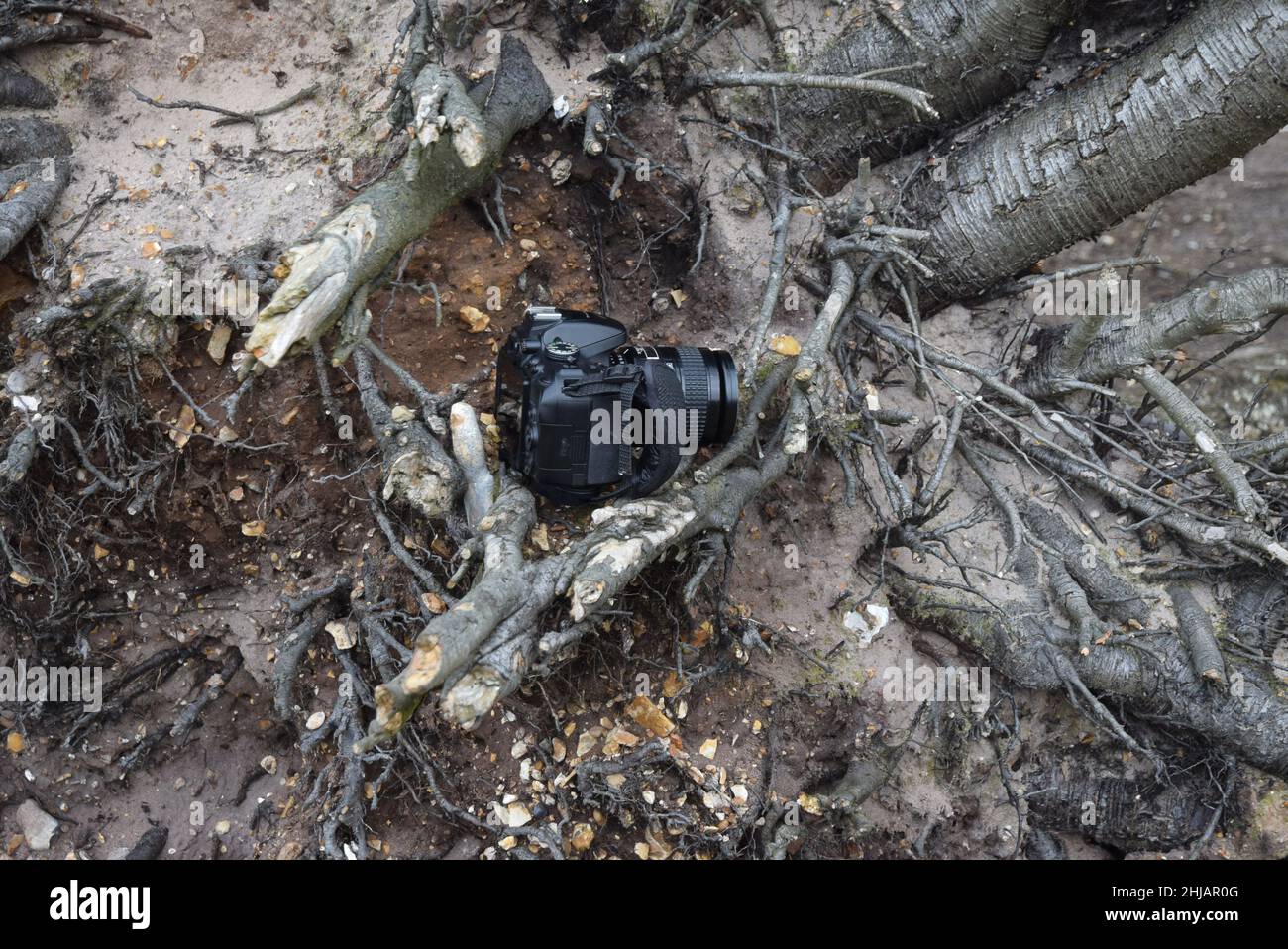 camera on dead tree Stock Photo - Alamy