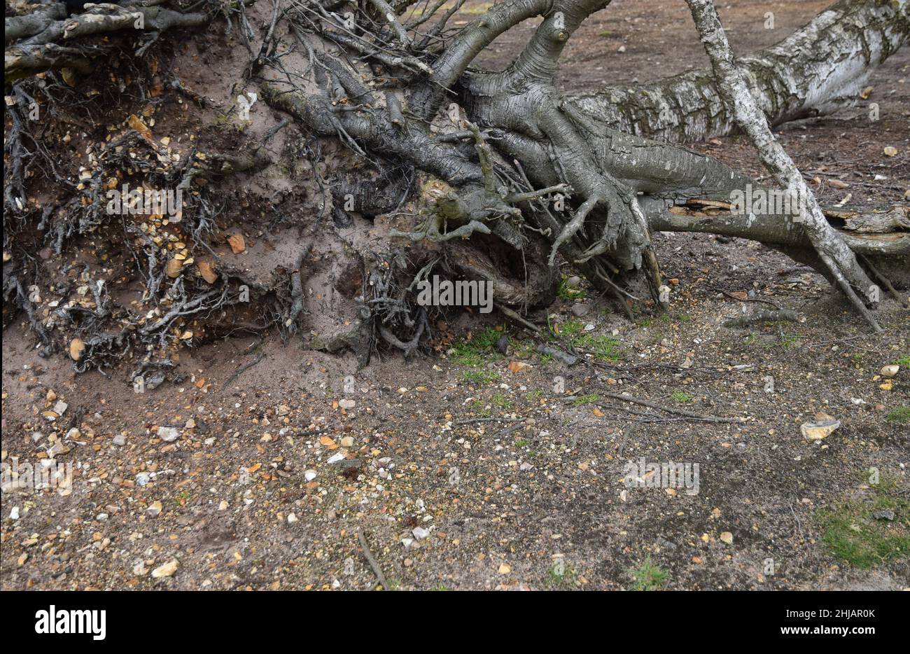 Branches and roots hi-res stock photography and images - Alamy
