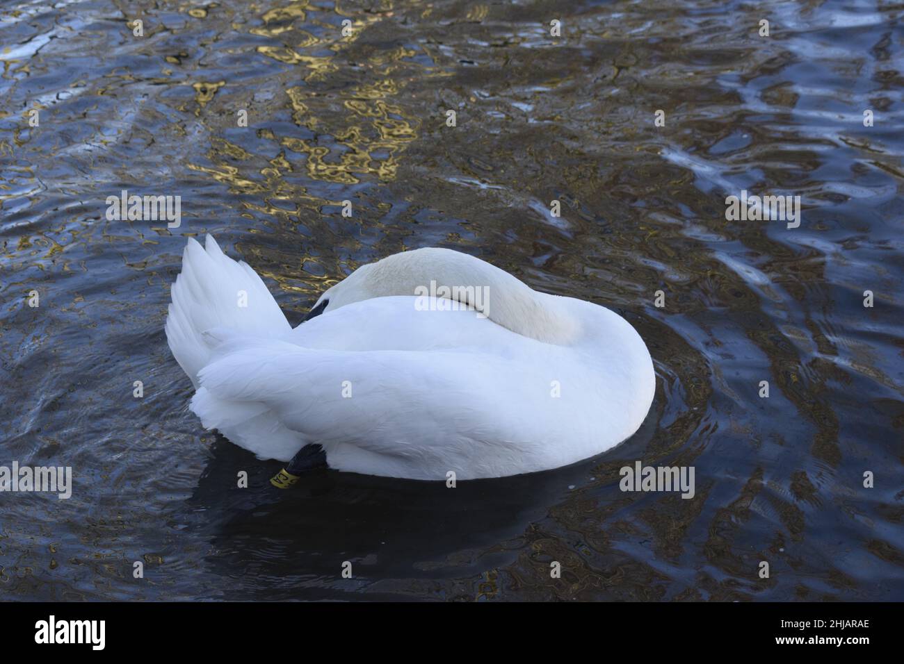 Resting swan cygnini hi-res stock photography and images - Alamy