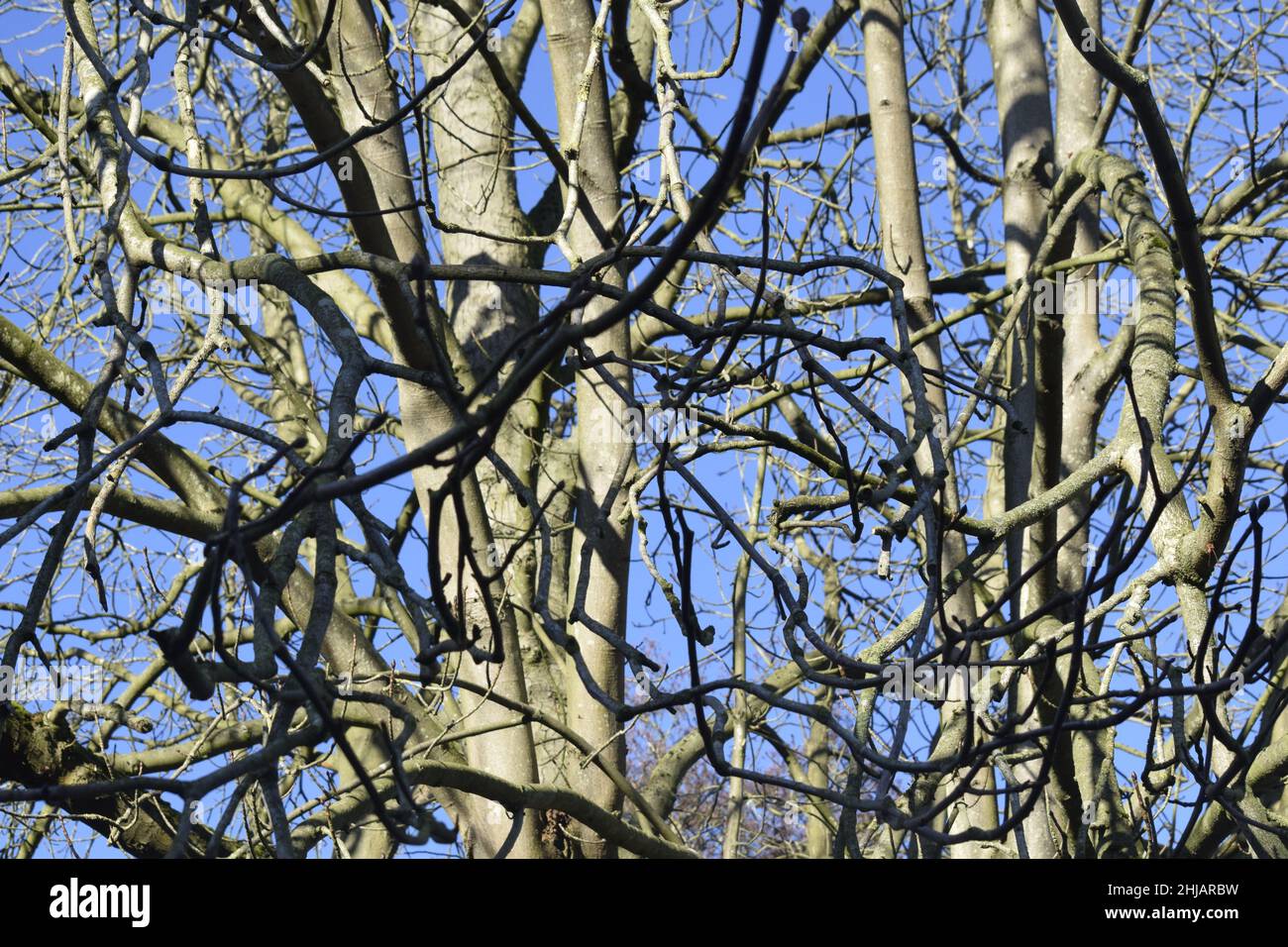 Leafless tree view hi-res stock photography and images - Alamy