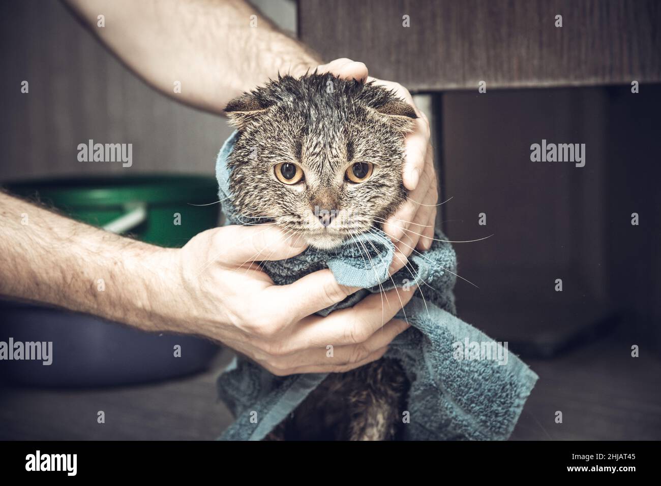 Scottish fold cat in a towel. Wet cat after bathing in a blue towel ...