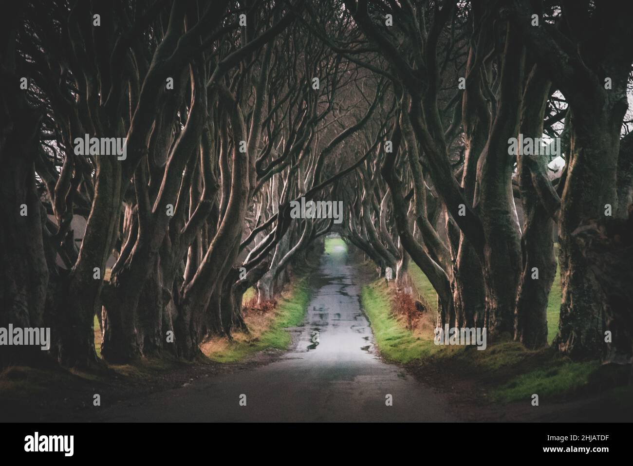 The Dark Hedges in Northern Ireland. Majestic, spooky and mysterious ...