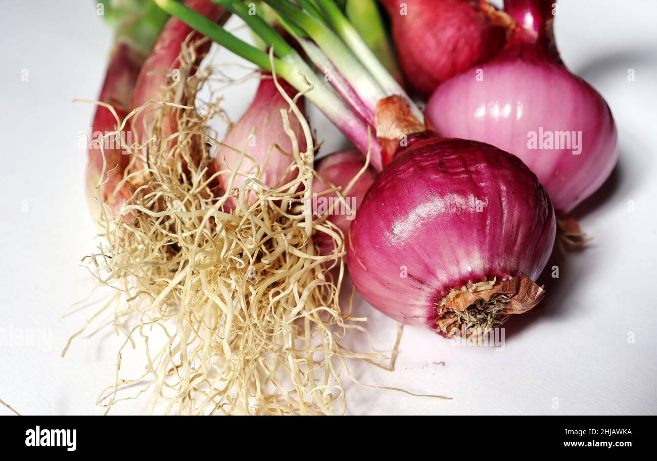 Onion with white roots and green leaves, closeup photo with white ...