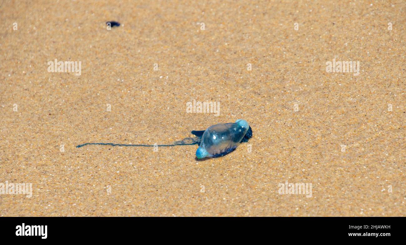 Blue bottle jellyfish hi-res stock photography and images - Alamy