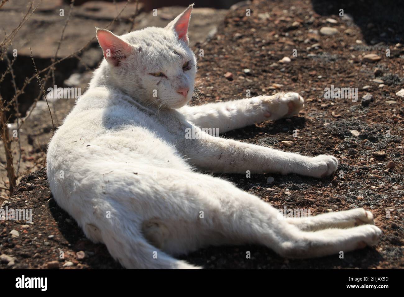 cat resting on sunlight at morning time Stock Photo - Alamy