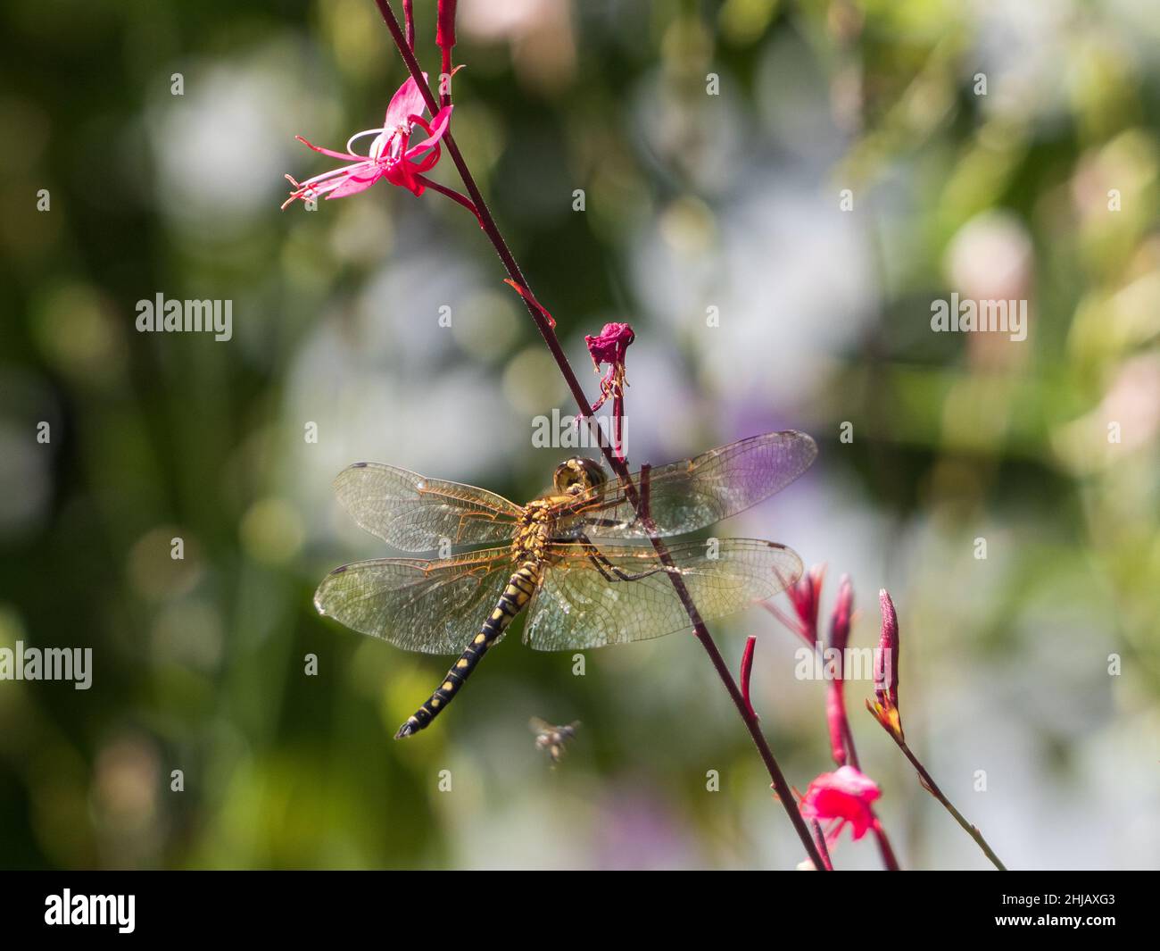 A large bronze gold Dragonfly, prehistoric insect, shiny translucent ...